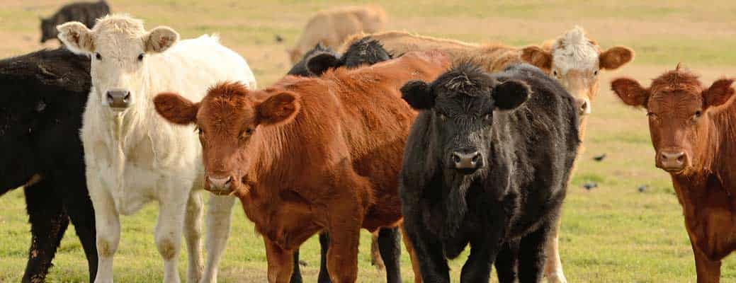 9 Ways to Protect Your Livestock from Farm Diseases | Farm Bureau ...