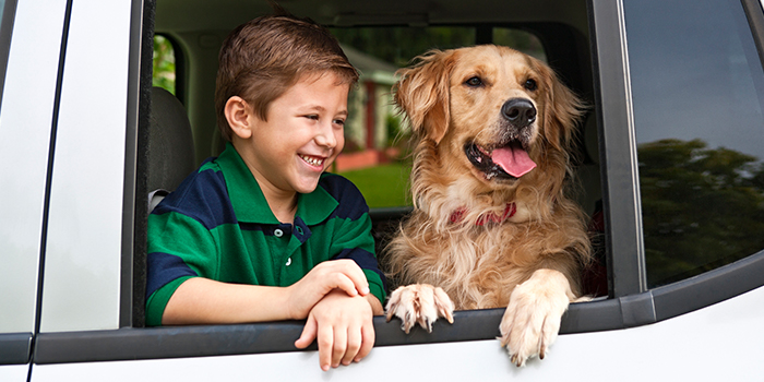 Moving Long Distance With Pets: 8 Essential Tips | Farm Bureau ...