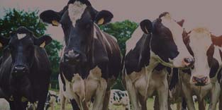 Keep Your Glass Half Full with Dairy Revenue Protection | Farm Bureau ...