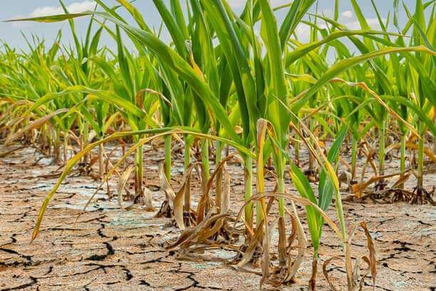 How to Survive an Agricultural Drought: Farm Safety Tips | Farm Bureau ...