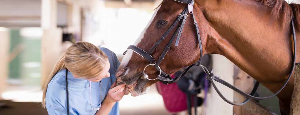What to Look for in a New Vet | Farm Bureau Financial Services