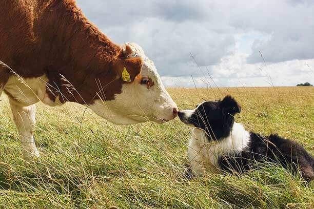 Dogs on the Farm: 5 Health, Safety & Training Tips | Farm Bureau ...